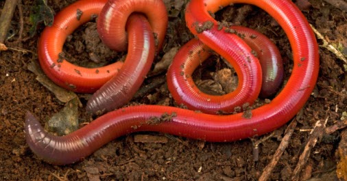 JENIS-JENIS CACING, MANFAAT, BUDIDAYA. bag. 2 >>> Cacing Tanah Merah ...