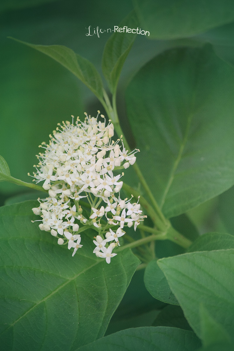 The Seasons: Black Locust | Life-n-Reflection