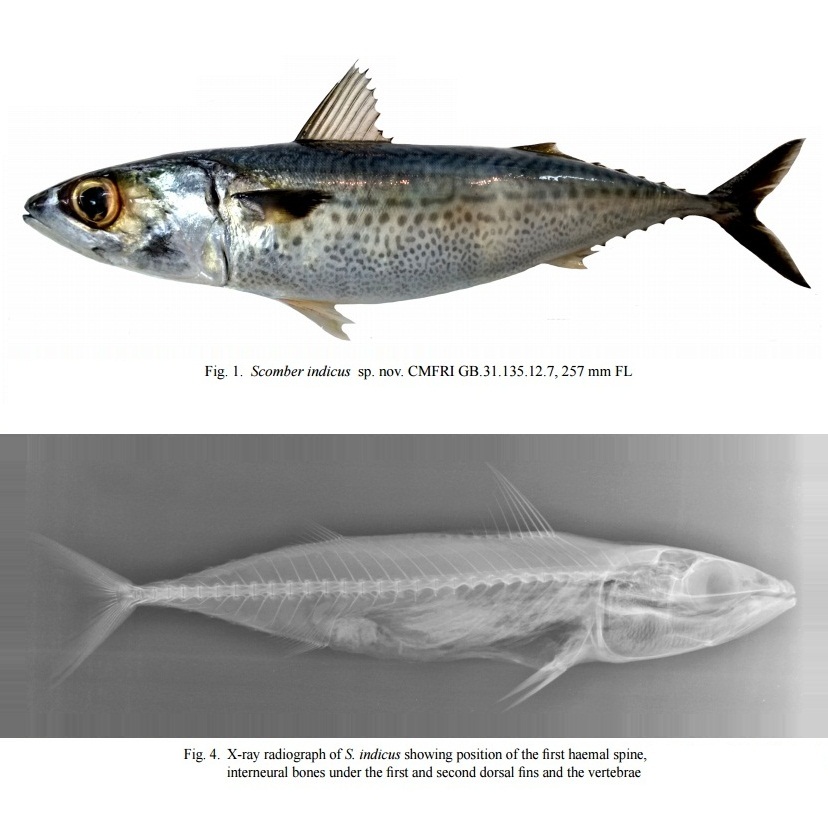 Species New to Science: [Ichthyology • 2016] Scomber indicus • A New ...