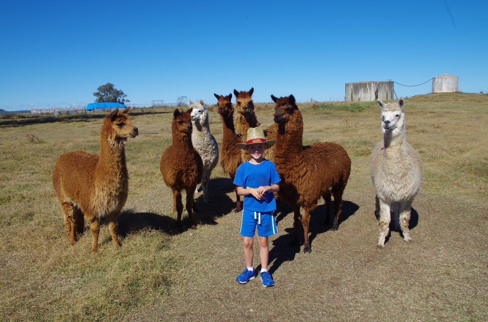 Hart Family: World Tour of Australia: At the Farm...The Animals