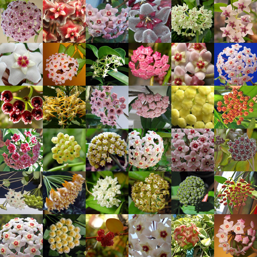 Hoya Varieties: 51 Different Types Of Hoya Cultivars | atelier-yuwa.ciao.jp