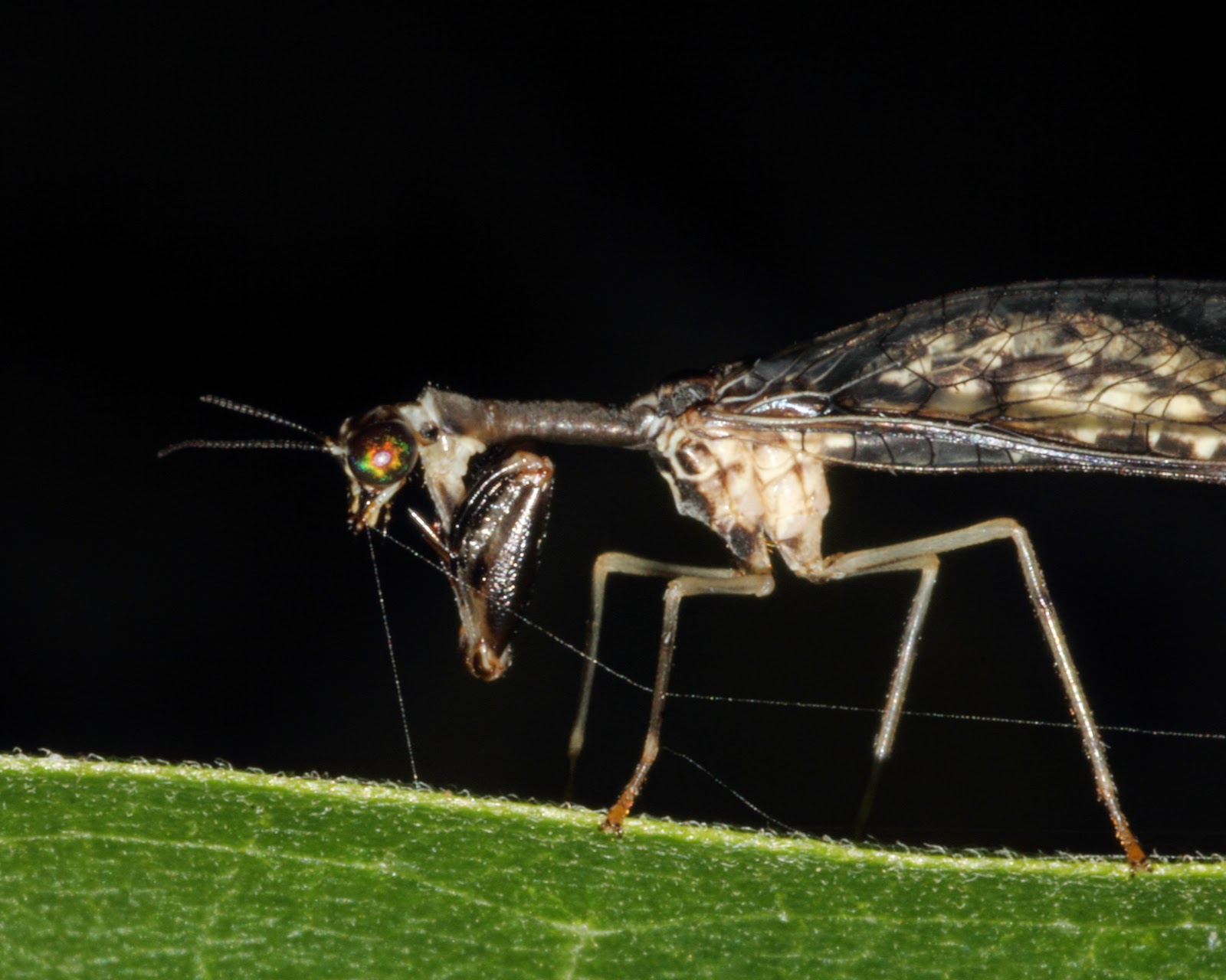 The Nomadic Naturalist: Mantidflies