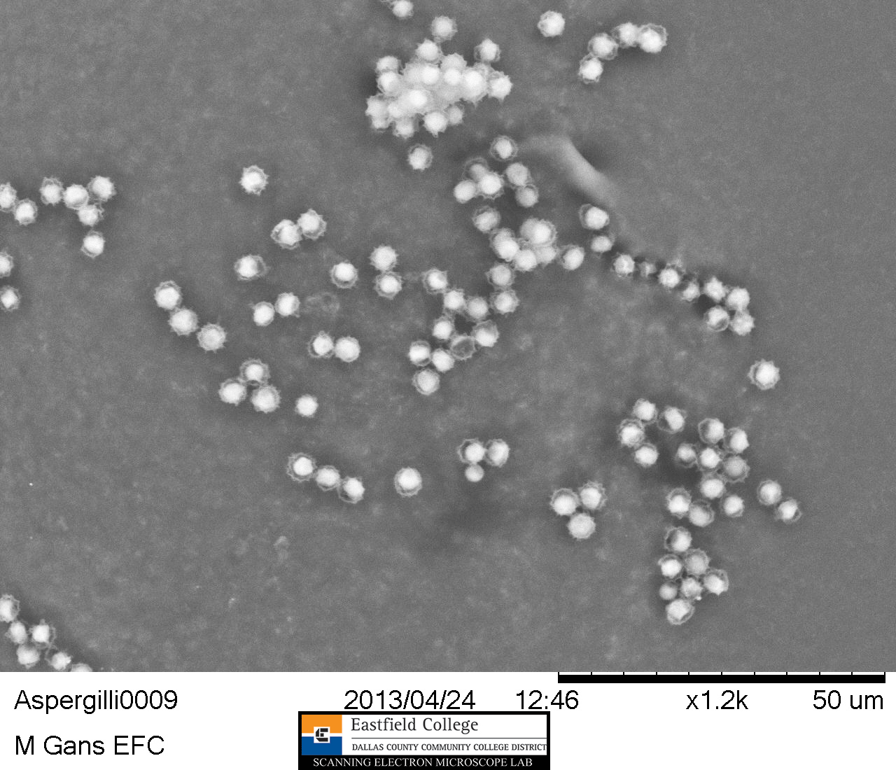 Scanning Electron Microscope Blog: Fungi - Images for Eastfield College ...