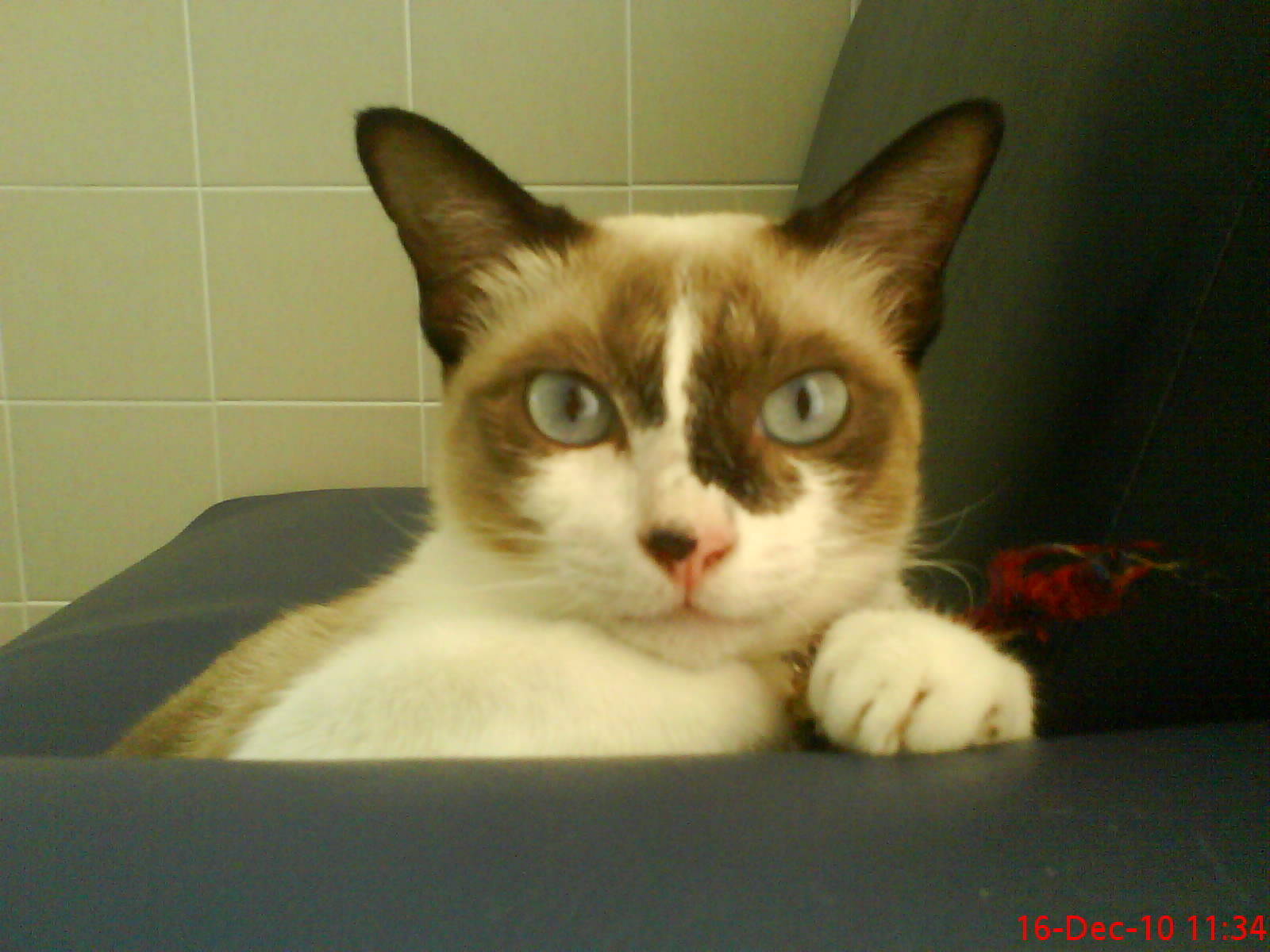 Wallpaper Kucing Gendut Terlucu