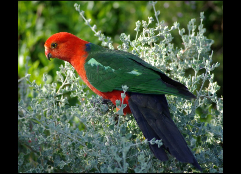 Parrot Biography all details of Parrot