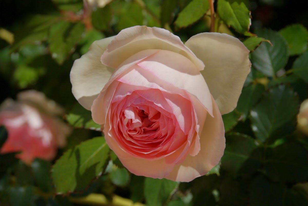 Organic Garden Dreams: Some more from the Rose Spring Flush