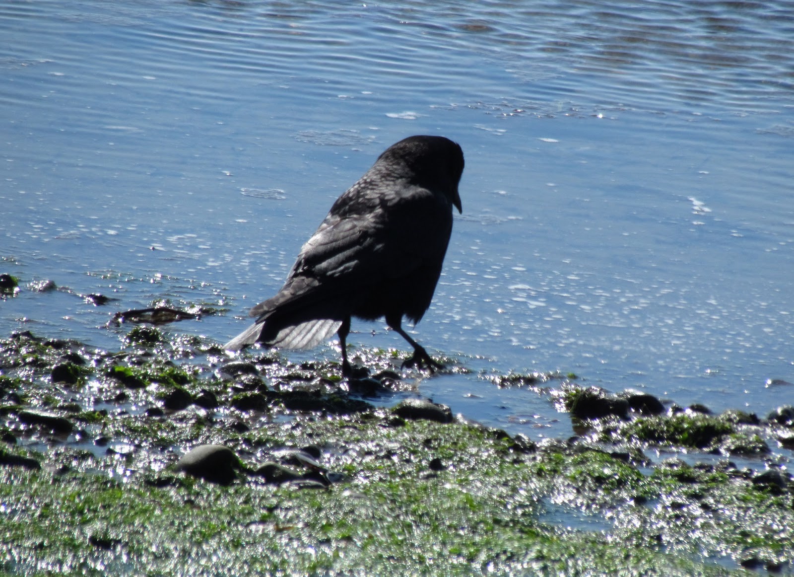 Scene Through My Eyes: Catching the Light - Crow