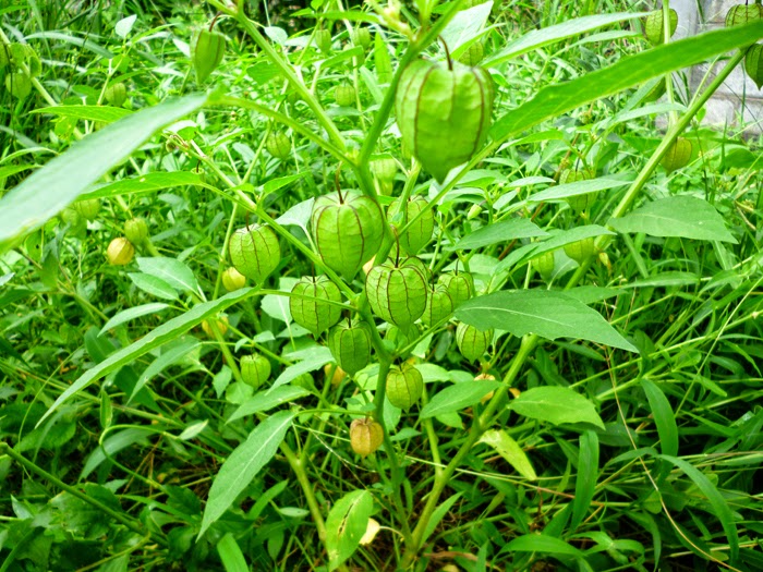 Physalis Minima