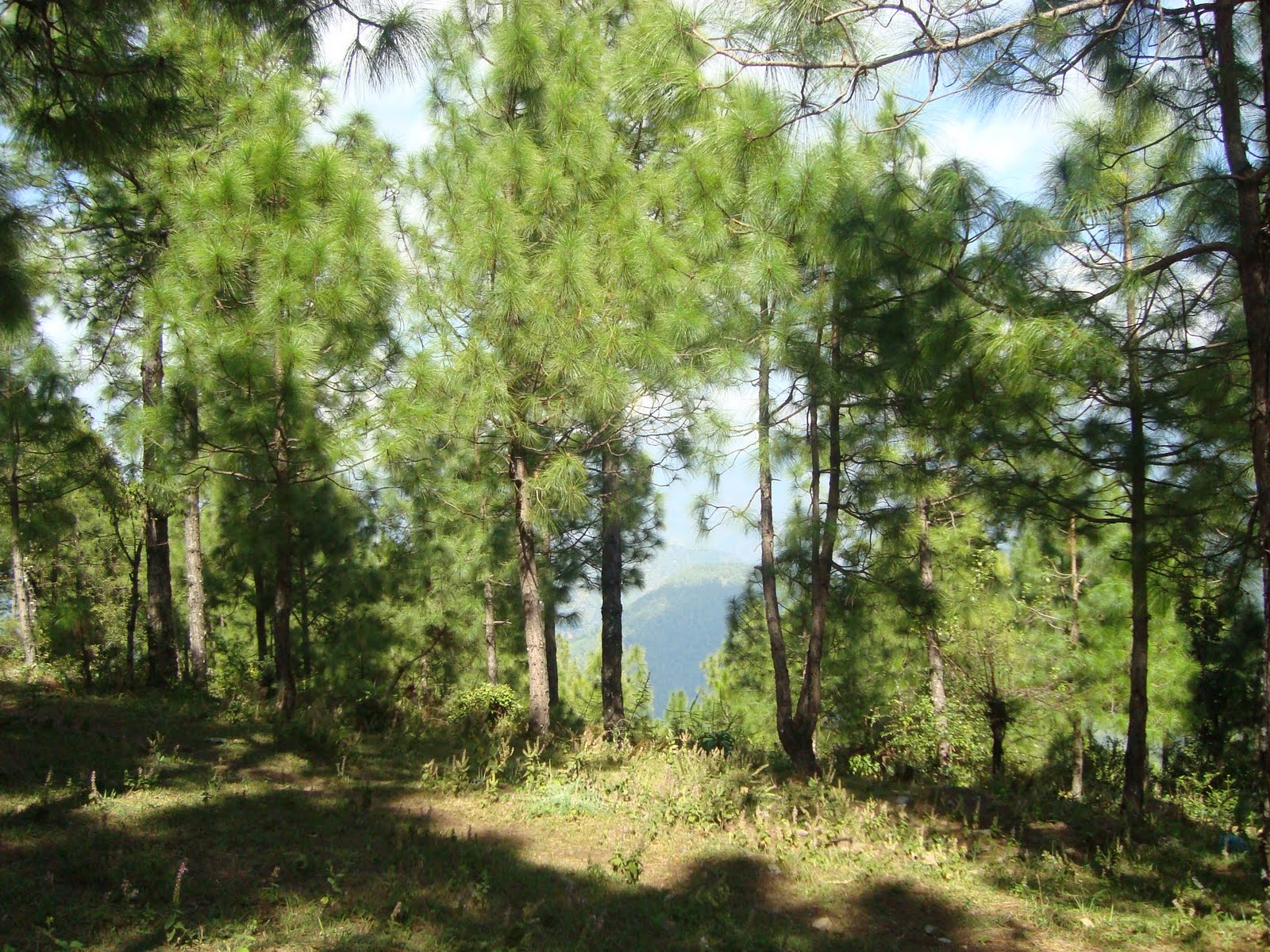 See My Nepal (Photo Blog): Resunga View, Resunga Forest of Gulmi ...