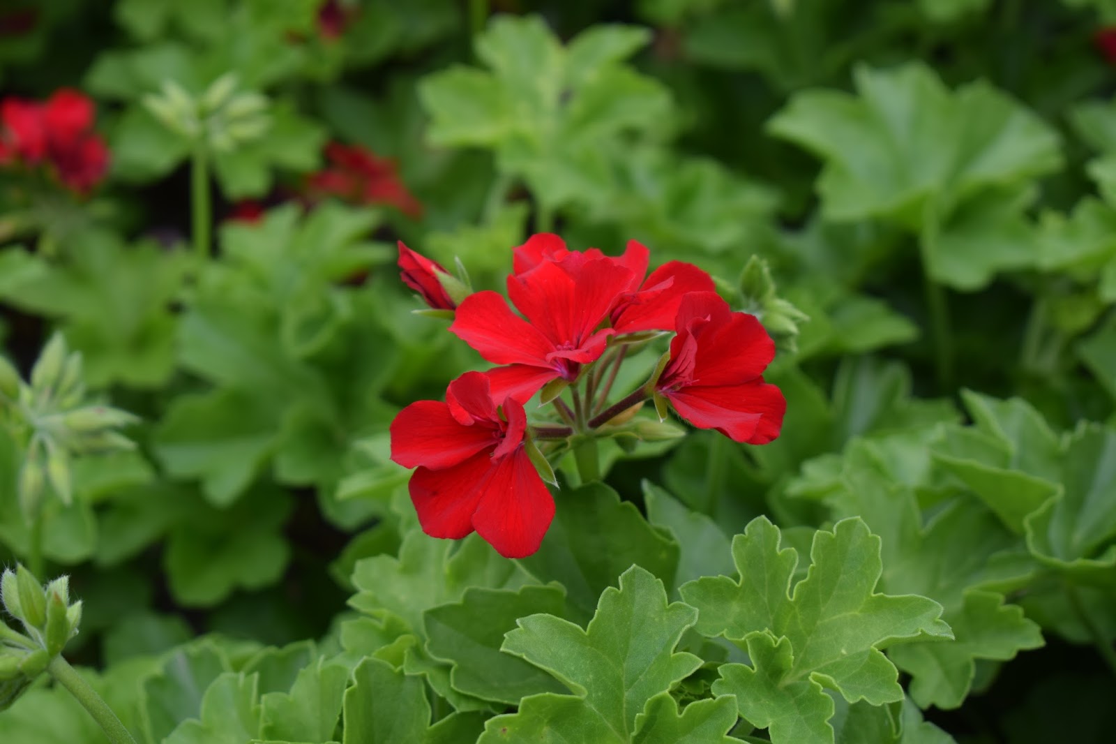 Fernando Ruz: Pelargonios a prueba