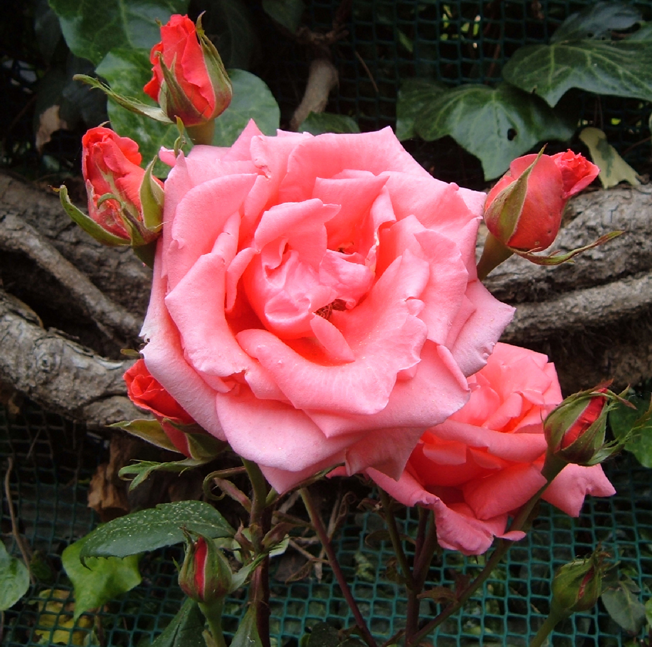 Bonita Rosa De Colores