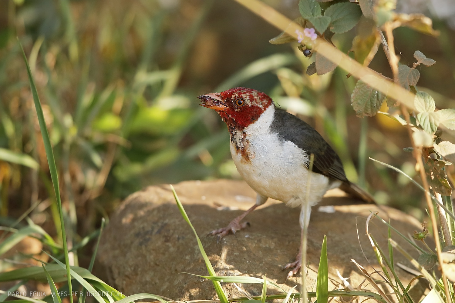 mis fotos de aves: Paroaria capitata Cardenilla Yellow-billed Cardinal