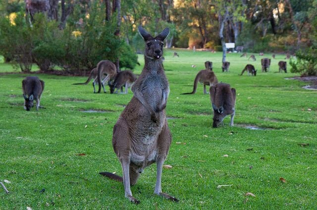 Objectif PERTH : PINNAROO Valley Memorial Park