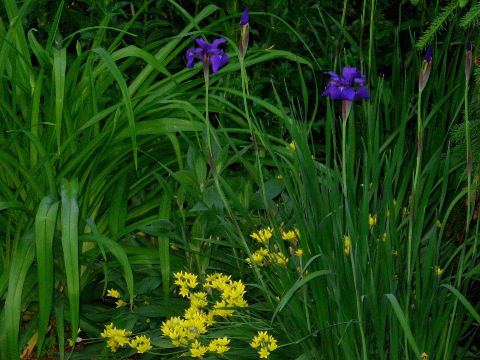 Astrid's Garden Design: Top Perennials Part 5 (of many)