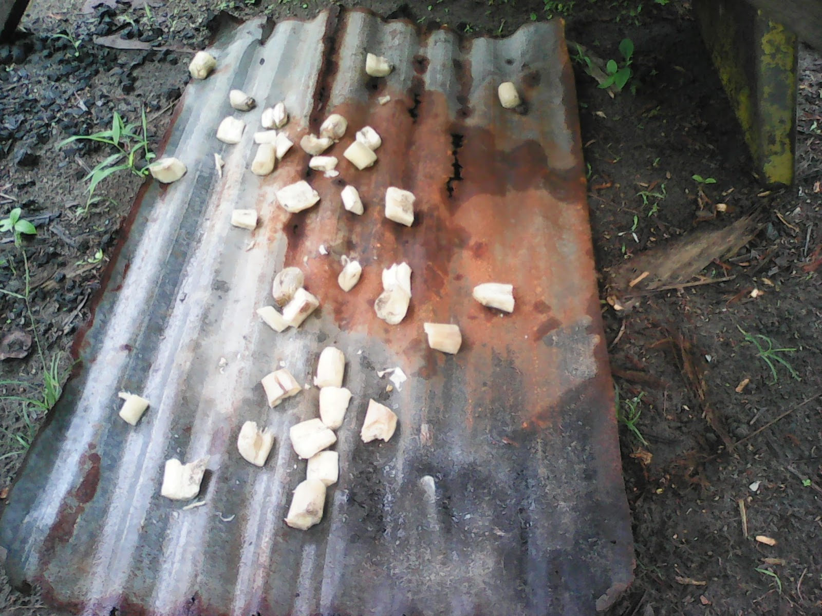 TUJOH:*:BINTANG***::: Petua Menghapuskan Kera dan Babi di kebun