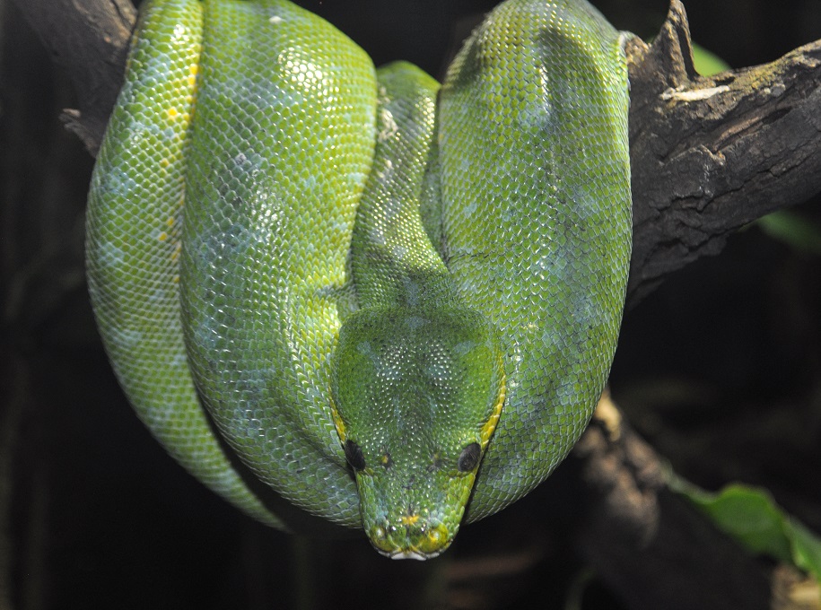 ZOOTOGRAFIANDO (6.100 ANIMALS): PITÓN ARBORÍCOLA VERDE / GREEN TREE ...