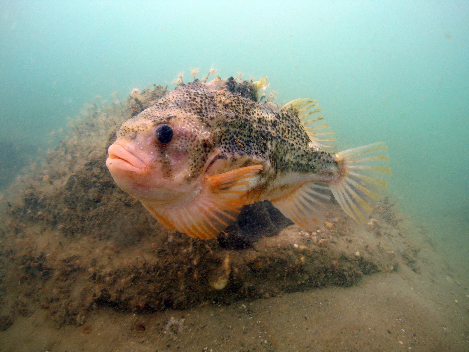 dishoekduikers 2014: 2012-04-07 Het verhaal achter de Snotolf.