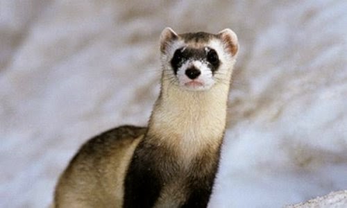 Noticias Ambientales Internacionales: El hurón americano se salva de la ...