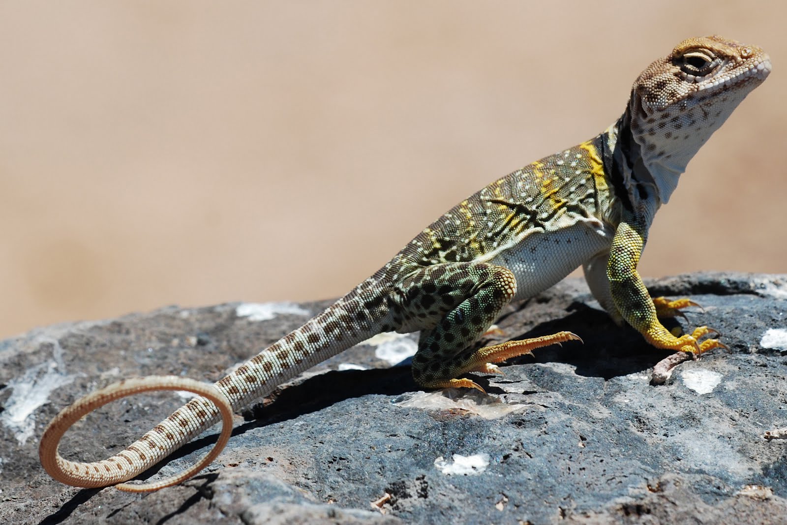 Yorkshire Field Herping and Wildlife Photography: Southwest USA Herping ...
