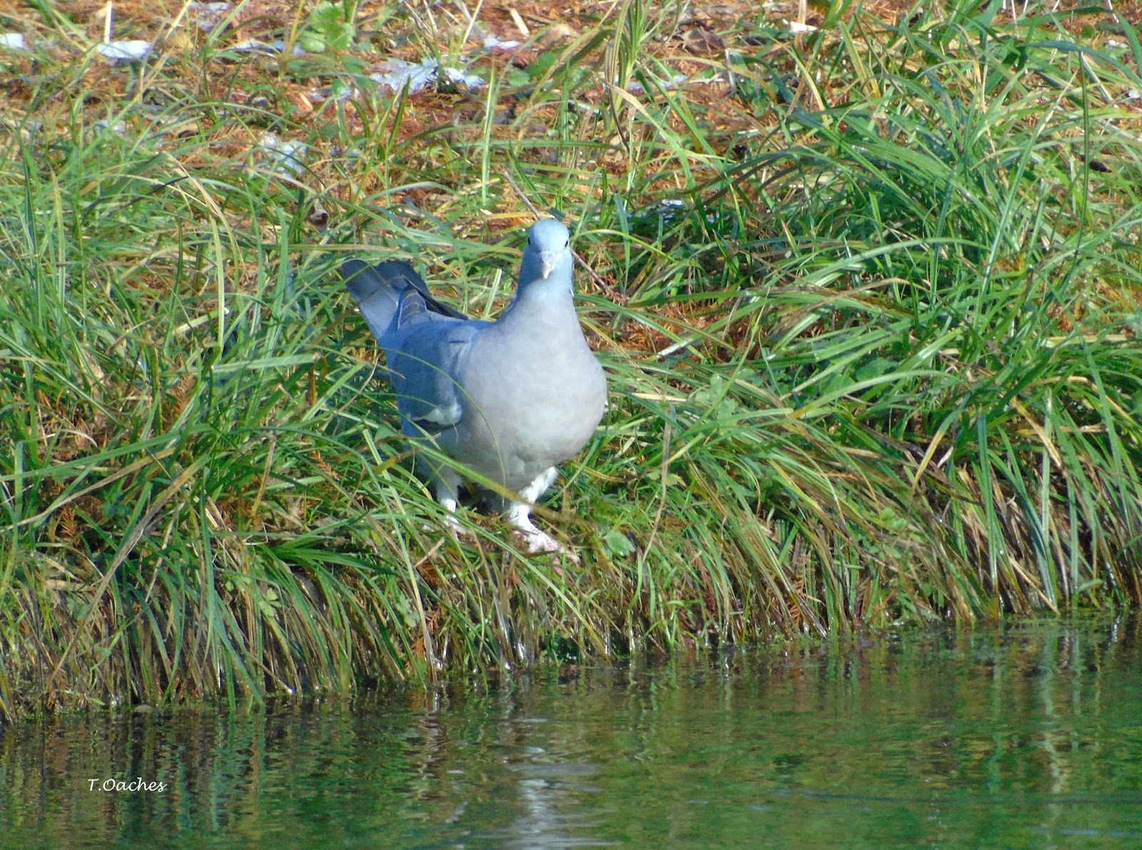 PASARI DIN ROMANIA: PORUMBEL SALBATIC GULERAT, Columba palumbus