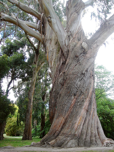 Scientia potentia est: The Tree of Life: The source of eternal Life and ...