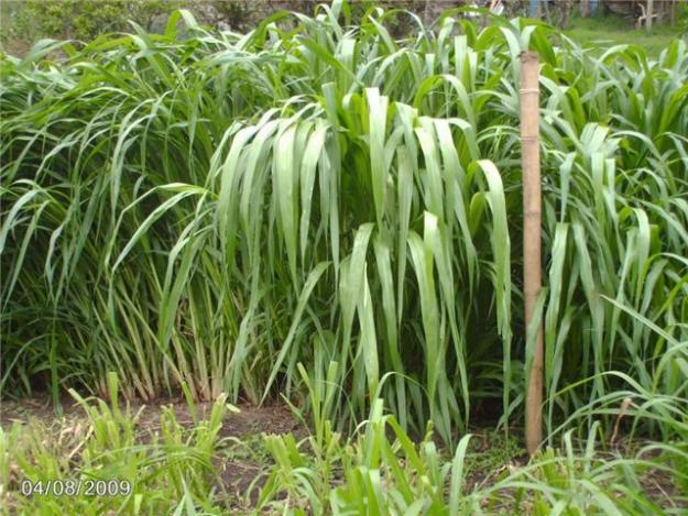 Semillas de Pasto Forrajero: VENTA DE PASTO DE CORTE CUBA 22