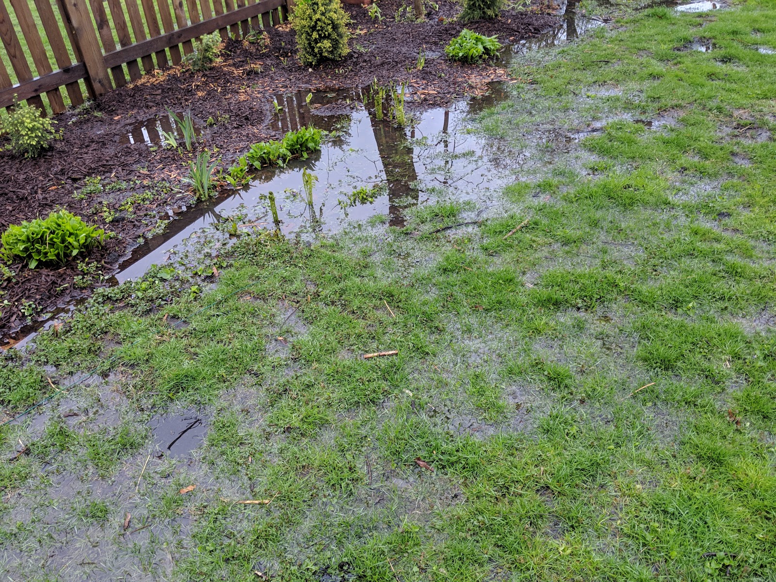 Documenting A Couple Of Spots of Standing Water In Our Backyard - May 2019