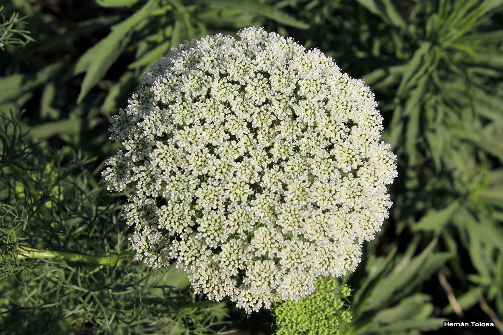 Flora Bonaerense: Biznaga (Ammi visnaga)