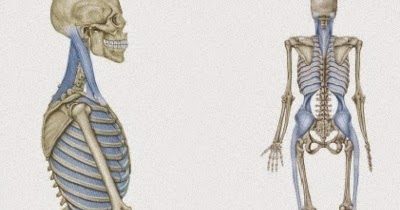 Balance: 3. The Lateral Line