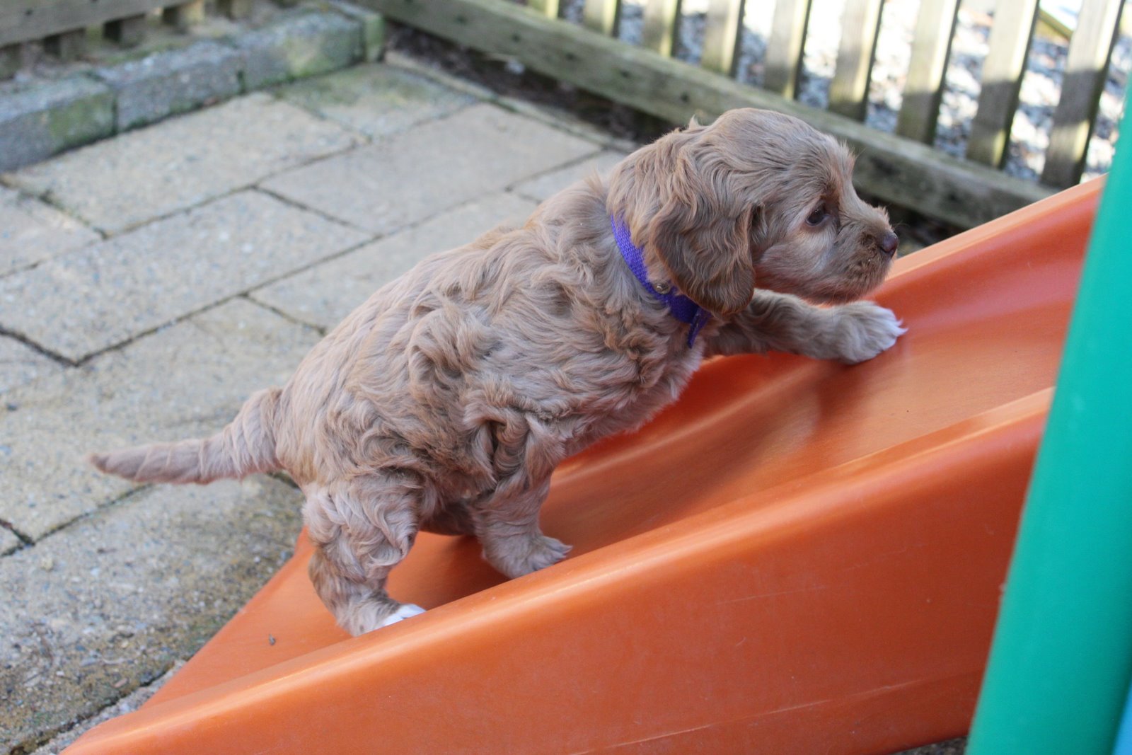 AnnaBlog!: Individual pics of Clara x Cowboy pups enjoying their space. :+)