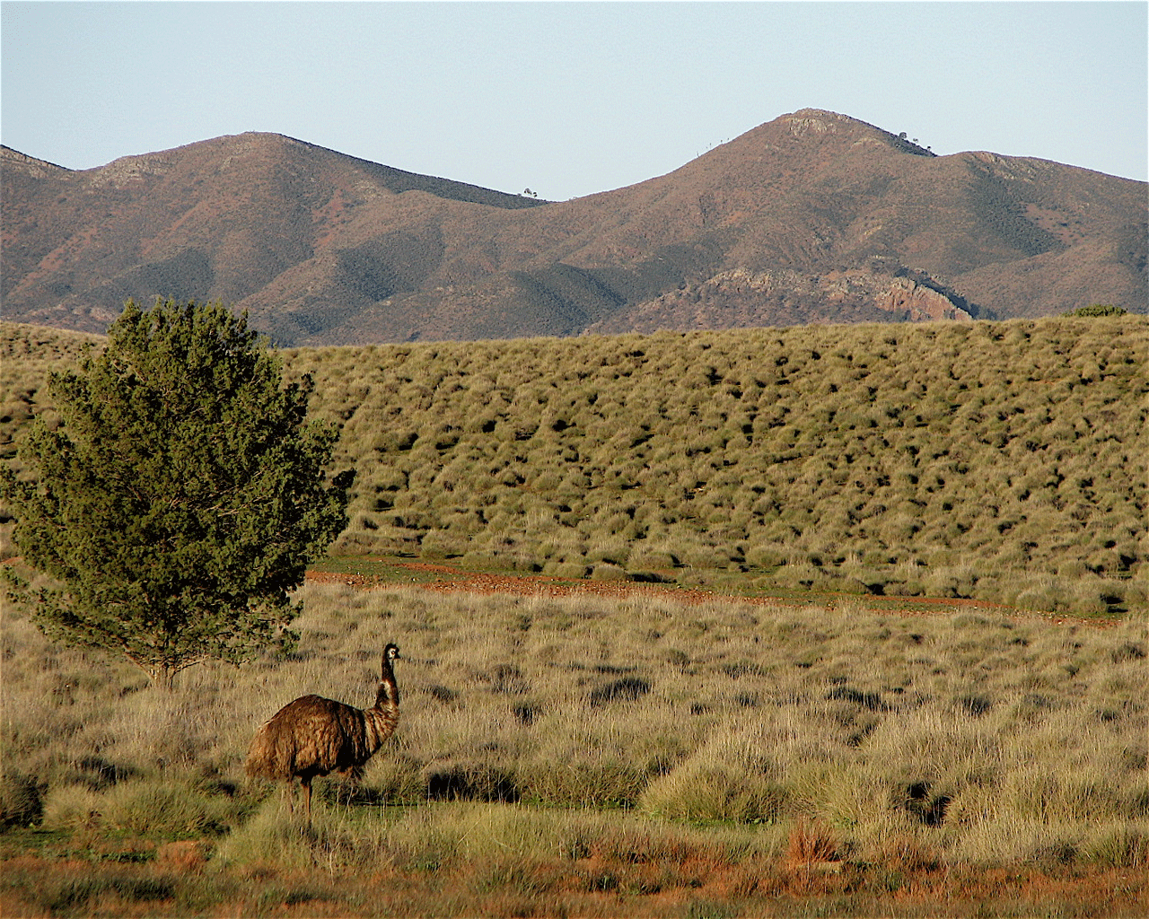 Best Jungle Life: Emu & Emu Pics And Emu Wallpapers