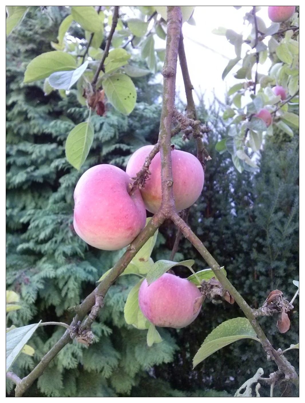 Gniazdowanie: Naturalna kolej rzeczy