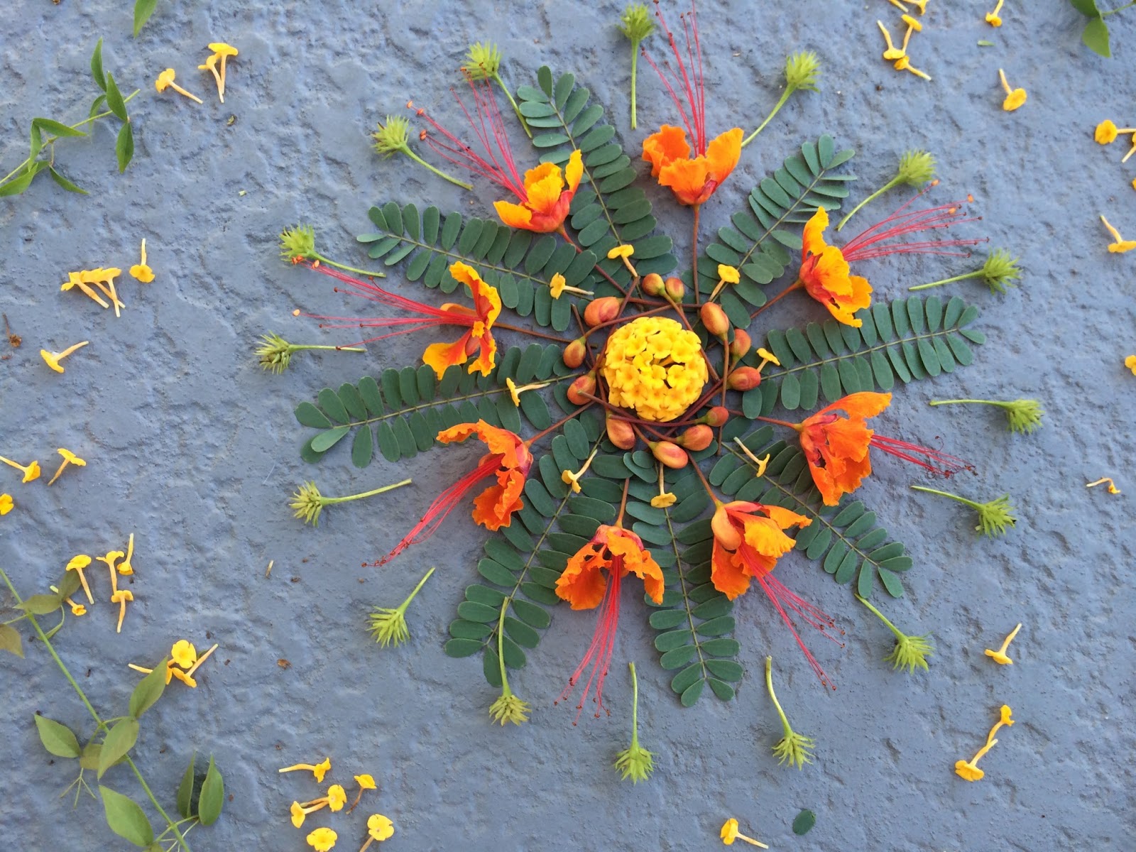 PaperTurtle: Creating Nature Mandalas