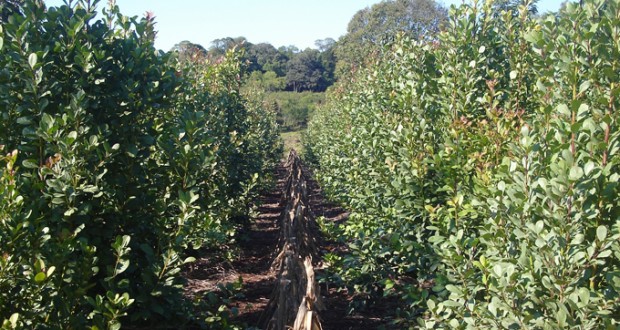 Cantinho da Bio: ERVA MATE: USOS E BENEFÍCIOS