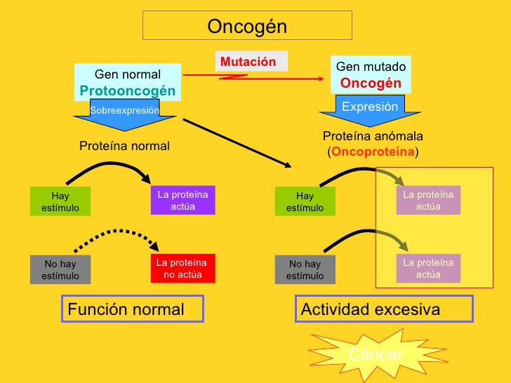 Bases Moleculares del Cáncer: Mecanismos de Oncogenes y Protooncogenes