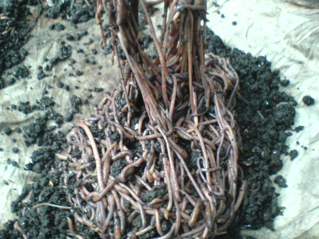 RED OCTOBER: PELUANG BISNIS CACING SUSU