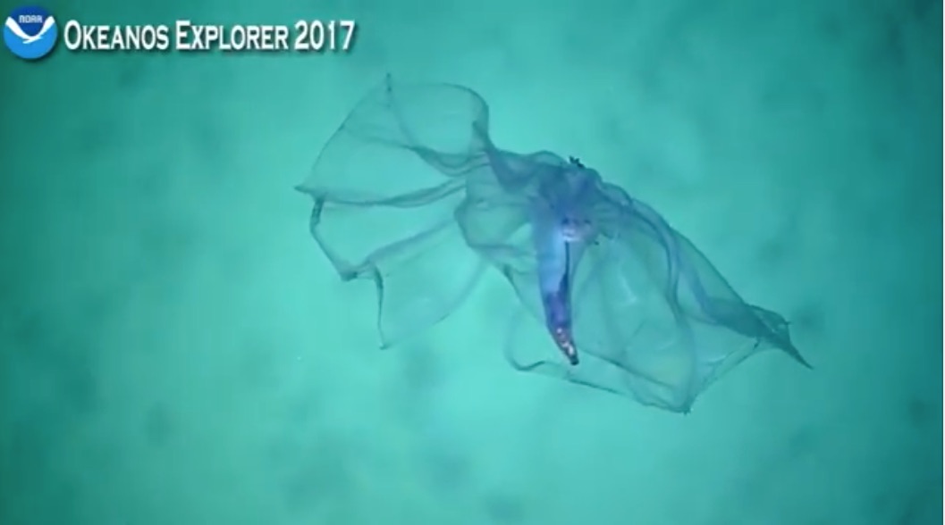 The Echinoblog: Okeanos Tropical Pacific Highlights: RARE and BRILLIANT ...