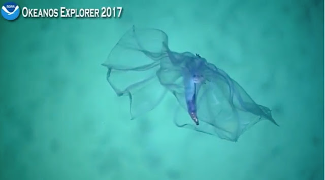 The Echinoblog: Okeanos Tropical Pacific Highlights: RARE and BRILLIANT ...