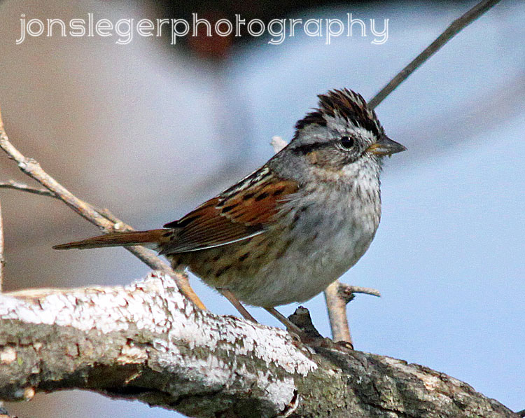 Northern Illinois Birder: The Sparrows of April