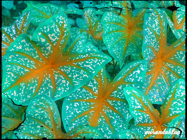 Miranda: Caladium Bicolor/Mandarin Orange Monday