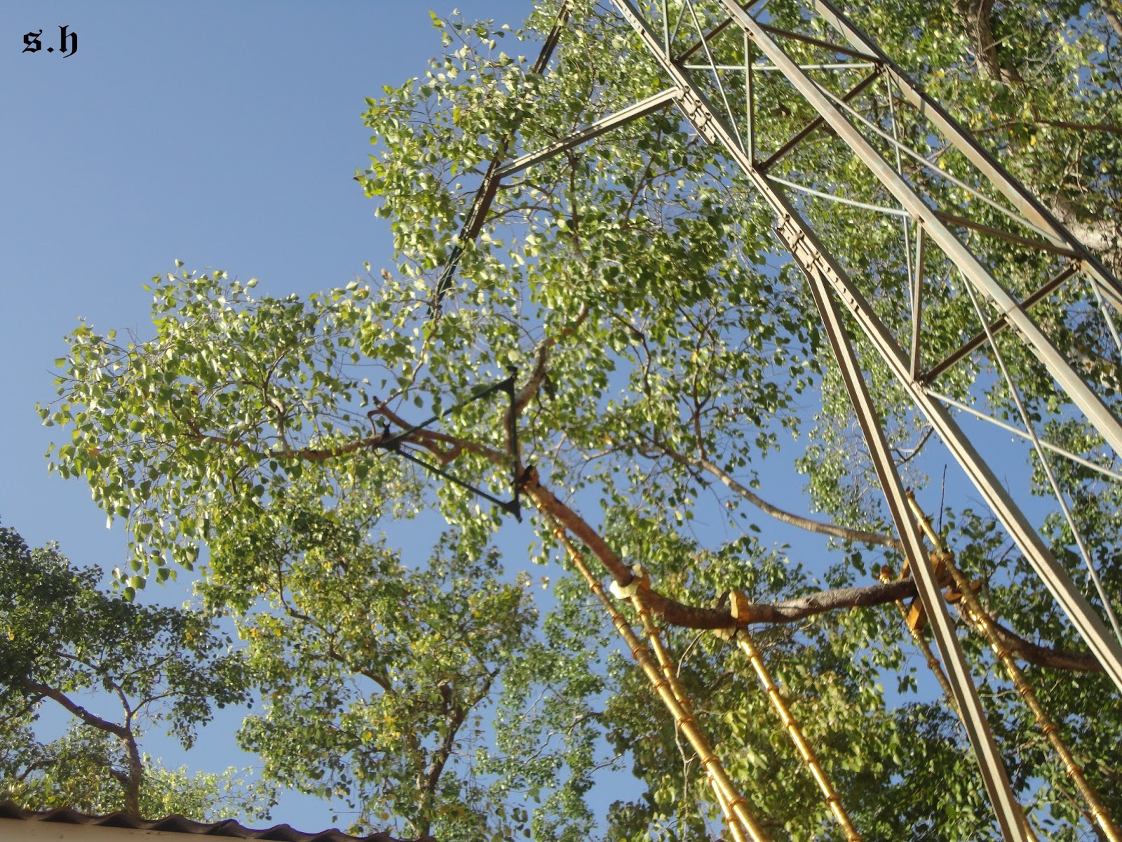 picture box: nacharal