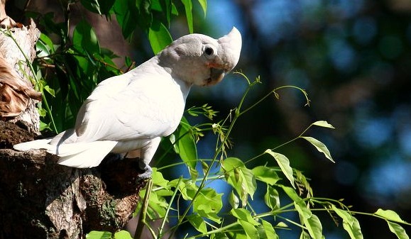 Bird List Pictures and Information