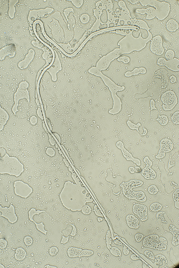 The Science Image: Making things visible under a microscope requires ...