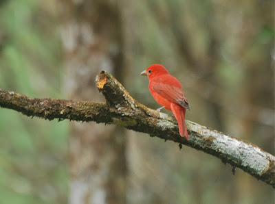 Jan Axel's Blog: At the feeders!