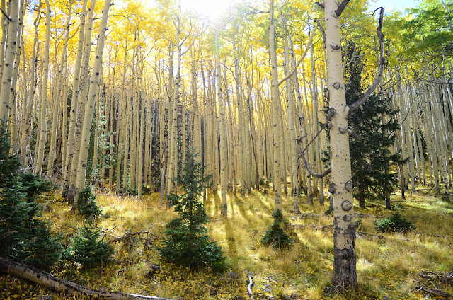 Fall Foliage in Flagstaff!