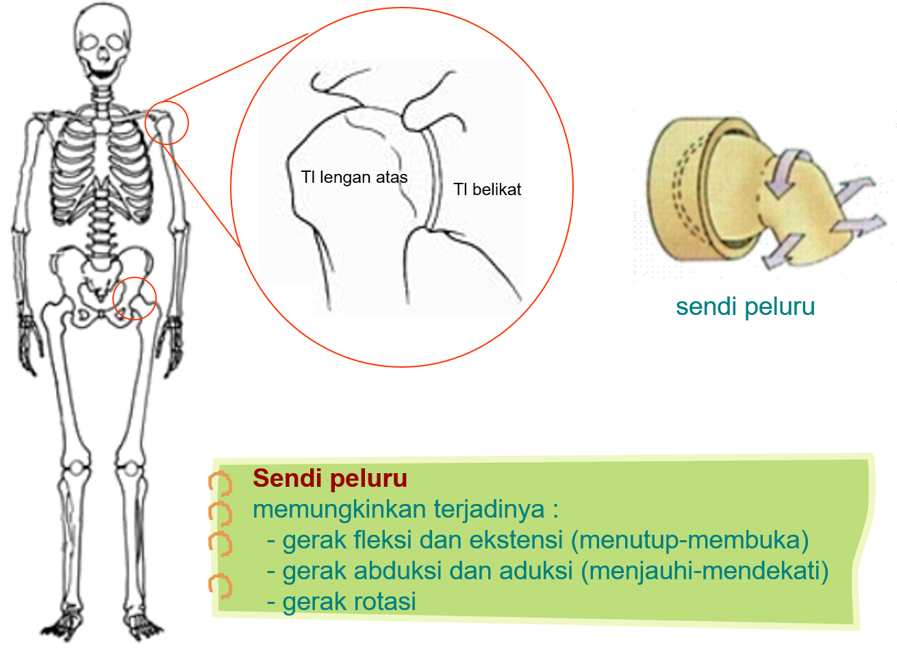 Pengertian Persendian (Artikulasi) pada Manusia - Belajar Kuyy
