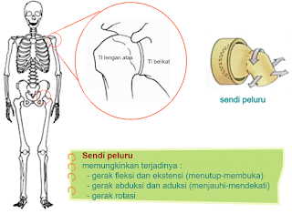 Pengertian Persendian (Artikulasi) pada Manusia - Belajar Kuyy