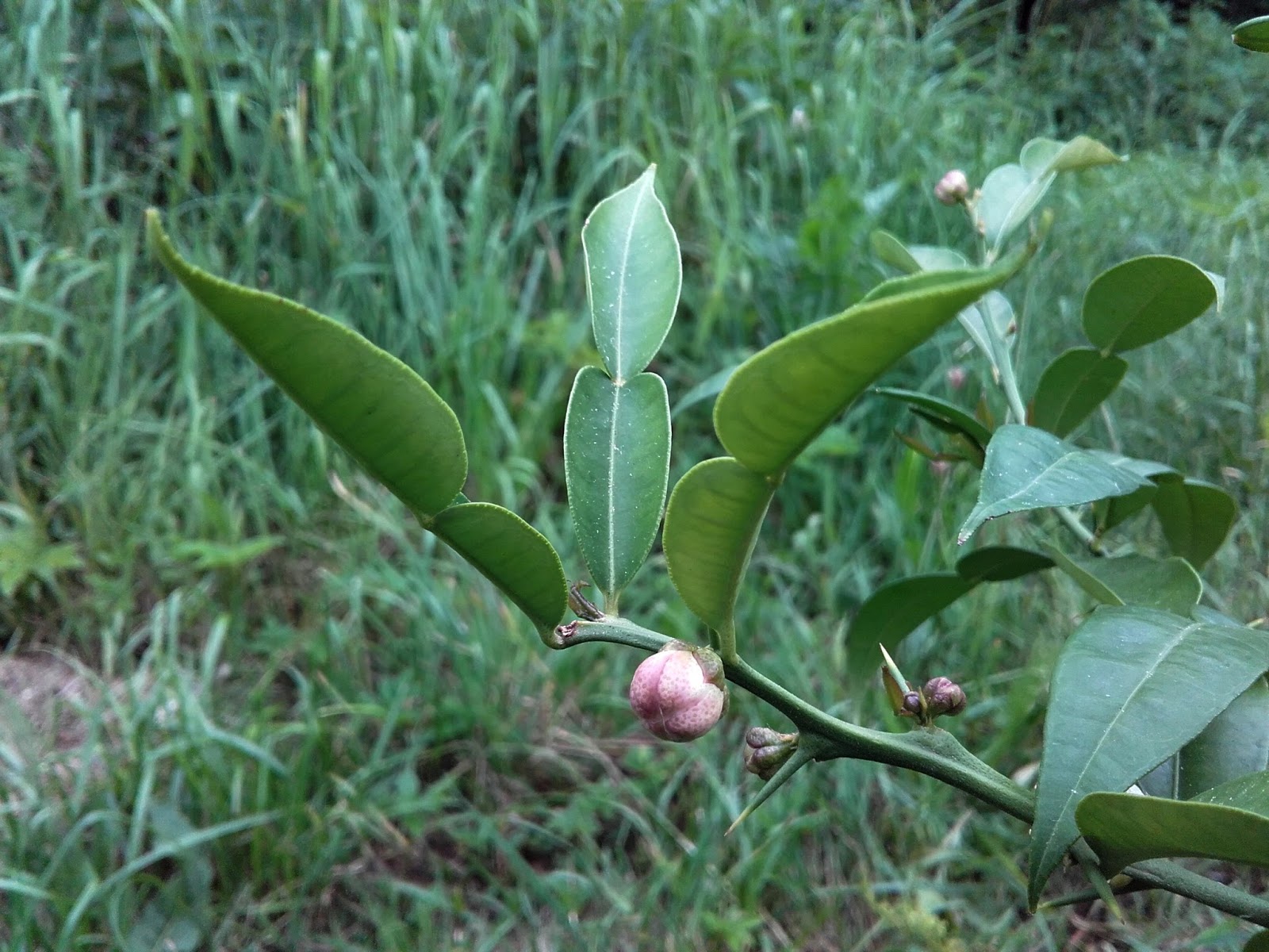 Cytrusy Mrozoodporne: Ichang Papeda - Citrus Ichangensis