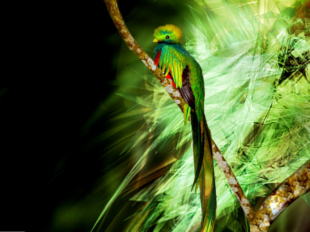 Beautiful Wallpapers for Desktop: Quetzal wallpapers hd