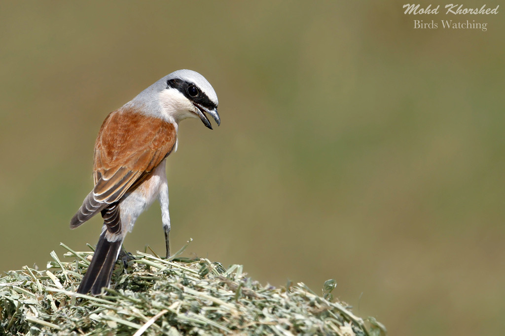 Burung Cendet - Long-Tailed Shrike (Lanius schach) - Ryan Maigan Birds
